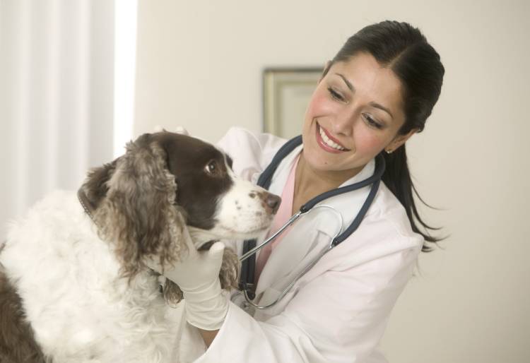 Five things you can do to speed your pet's recovery | Vetlab Supplies Ltd