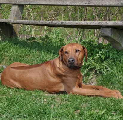 keep Children Safe Around Stranger Dogs | Vetlab Supplies Ltd