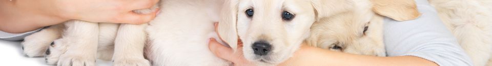 Target Canine Ovulation Test Kit | Vetlab Supplies Ltd