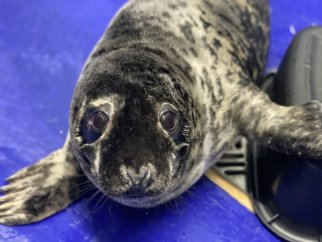 Avian Flu in Seals | Vetlab Supplies Ltd