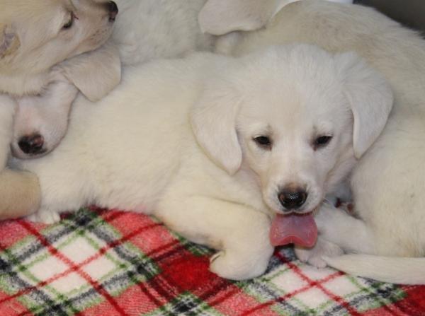 Dog Breeders Plan Litters With LH Hormone ‘Surge’ Test Kit | Vetlab ...